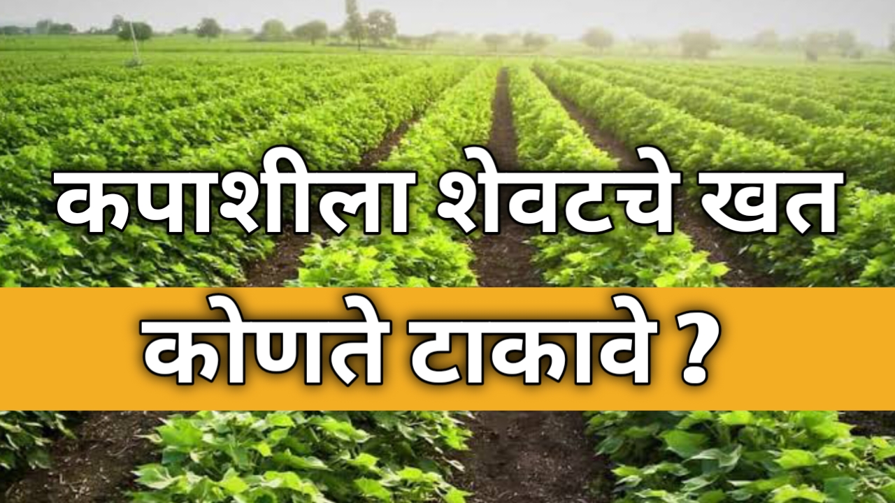 kapashila khat Konte Takave? कपाशीला शेवटचे खत कोणते टाकावे?